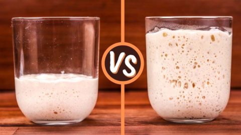 Sourdough Starter and Leaven. Are They The Same Thing? - ChainBaker